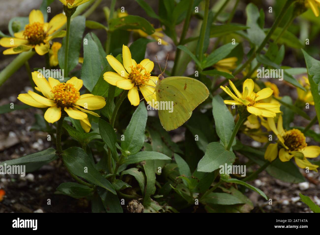 Strong butterfly hi-res stock photography and images - Alamy