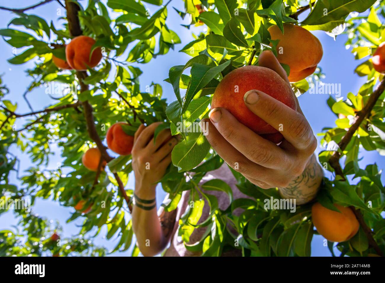 low angle and close up view of woman's hand picks peach fruit from the ...