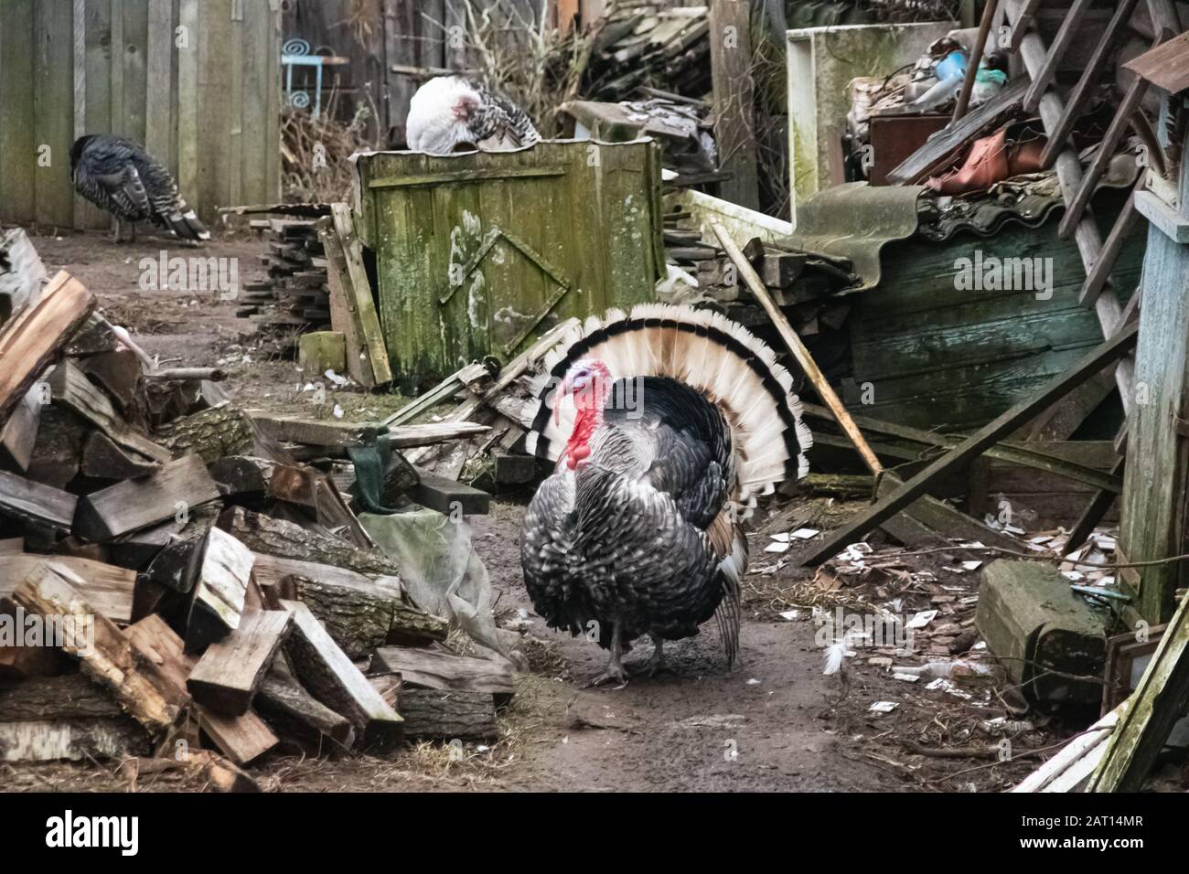 Big turkey in courtyard of village house Stock Photo - Alamy