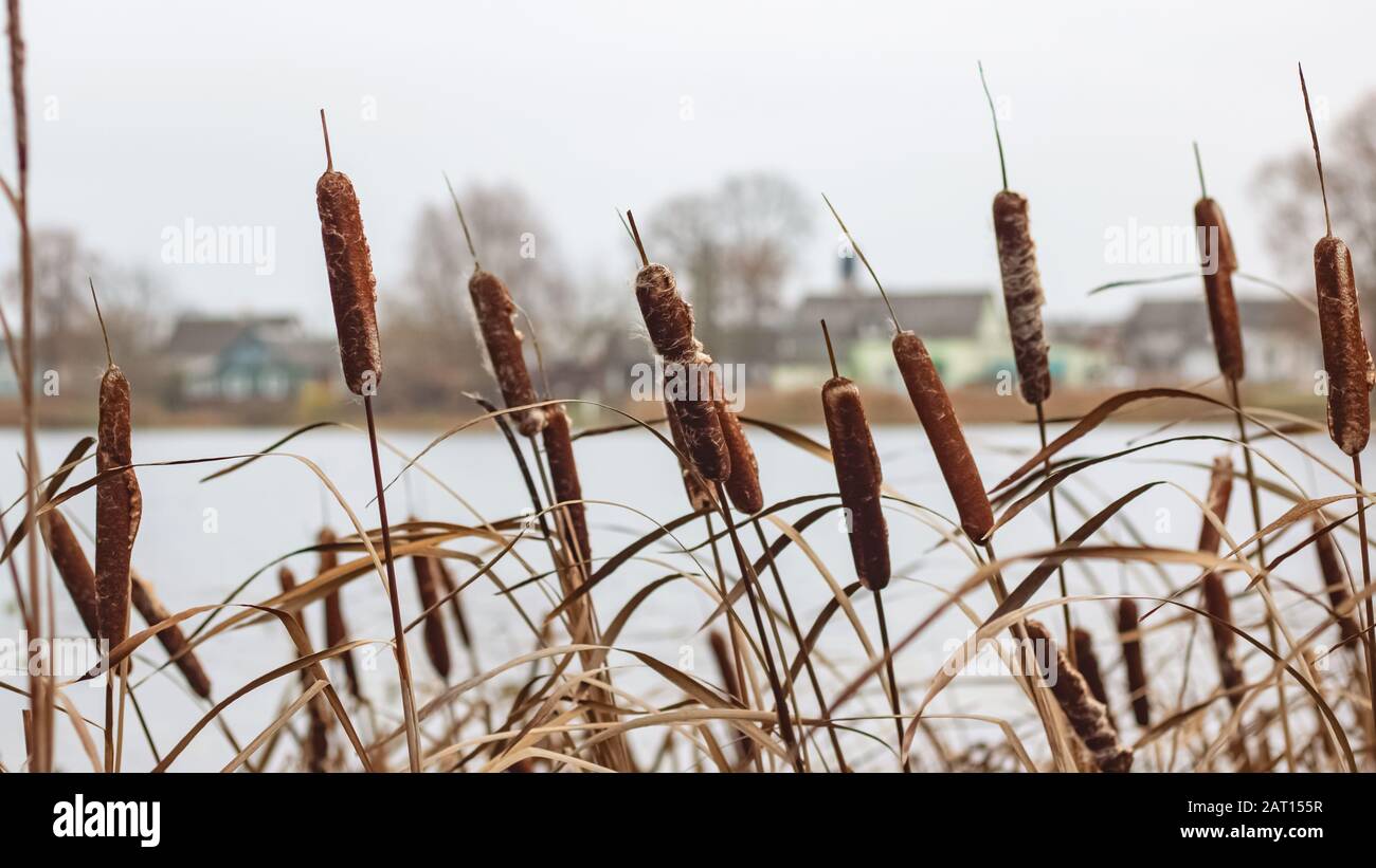 River reeds hi-res stock photography and images - Alamy