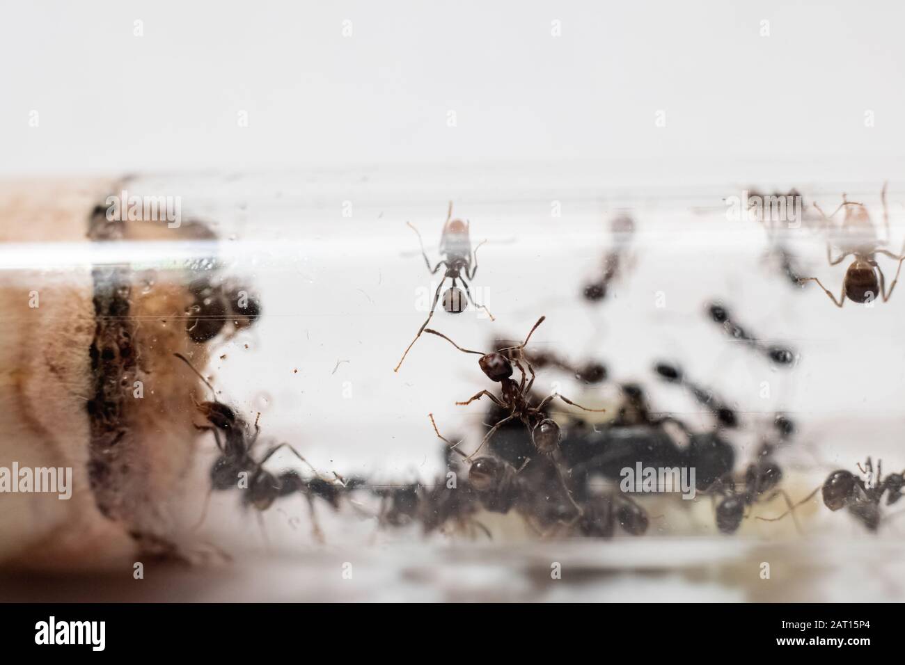 Ants Messor Structor in vitro close up Stock Photo - Alamy