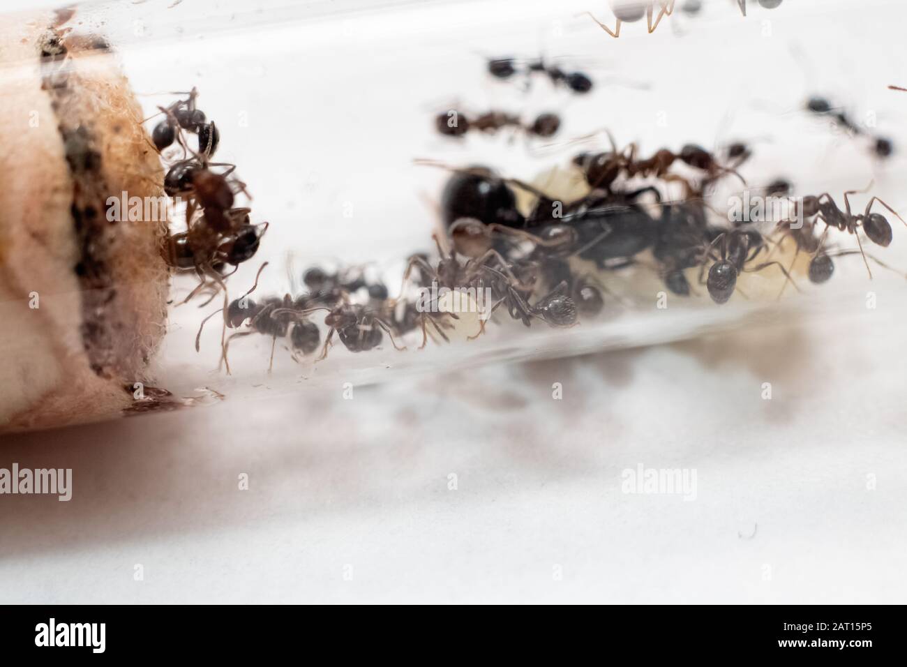 Messor structor hi-res stock photography and images - Alamy