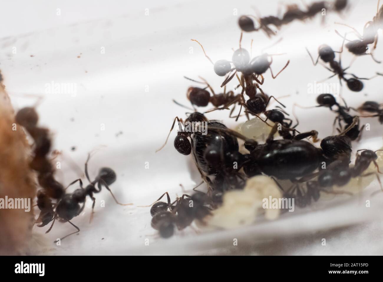 Messor structor hi-res stock photography and images - Alamy