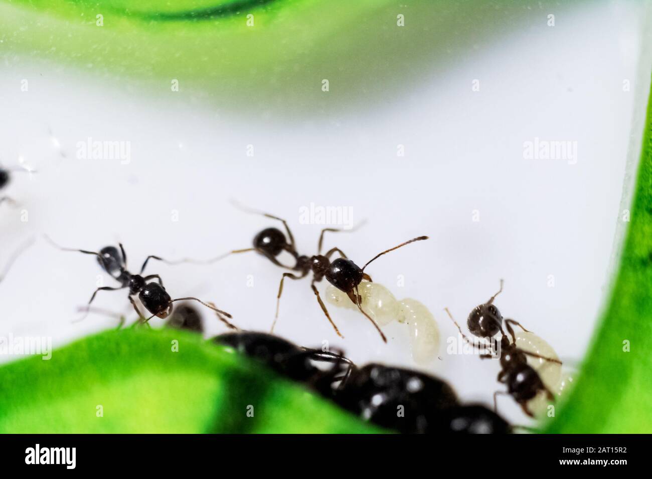 Messor structor hi-res stock photography and images - Alamy