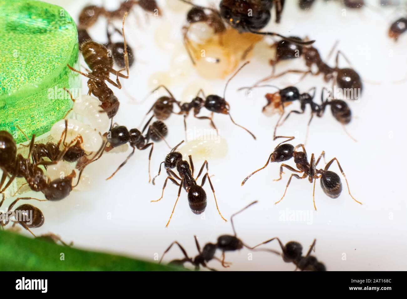 Messor structor hi-res stock photography and images - Alamy