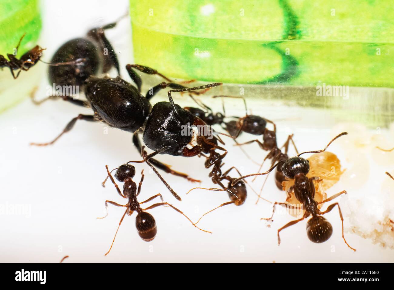 Ant queen abdomen hi-res stock photography and images - Alamy