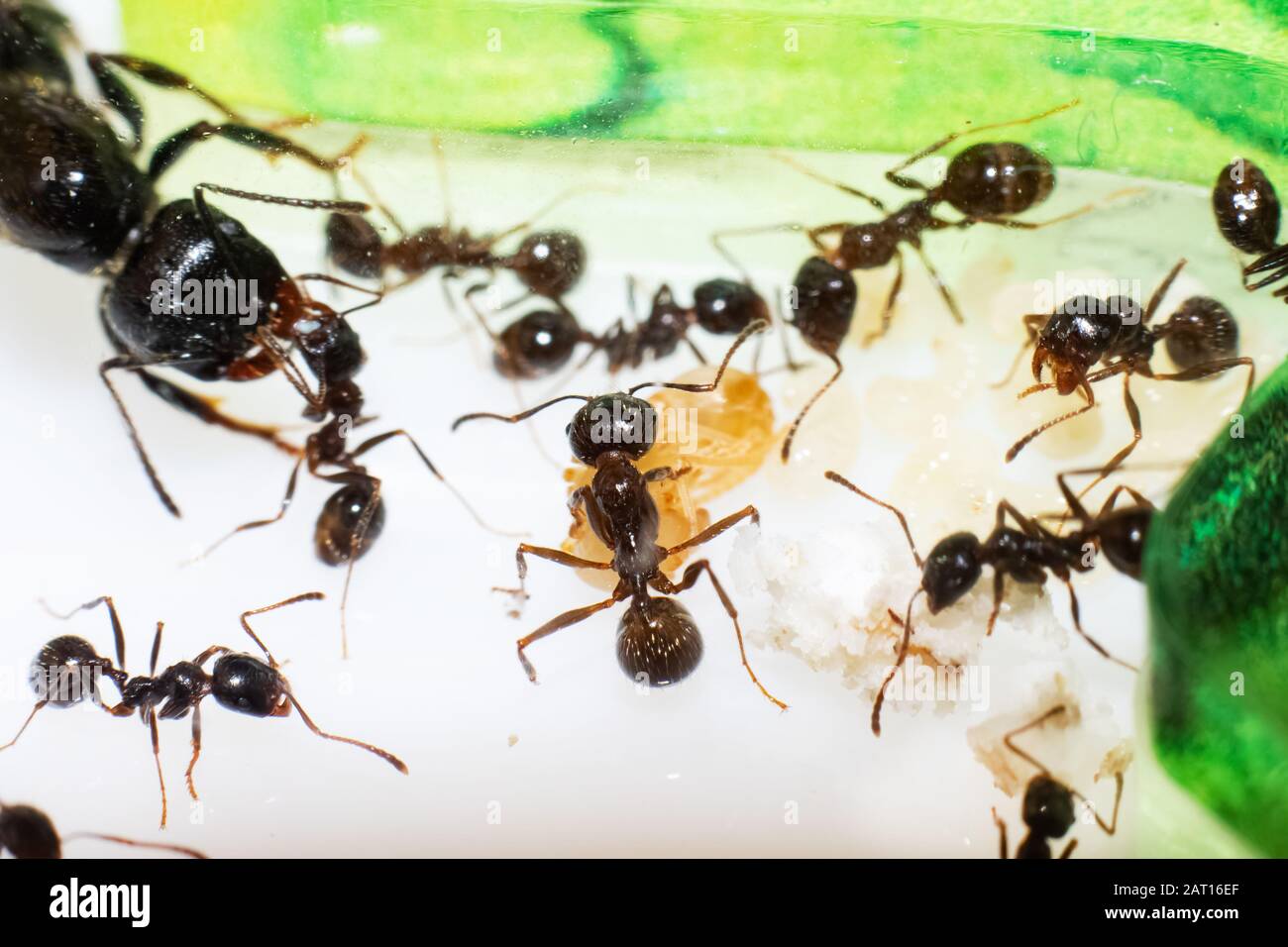 Formicaria High Resolution Stock Photography and Images - Alamy