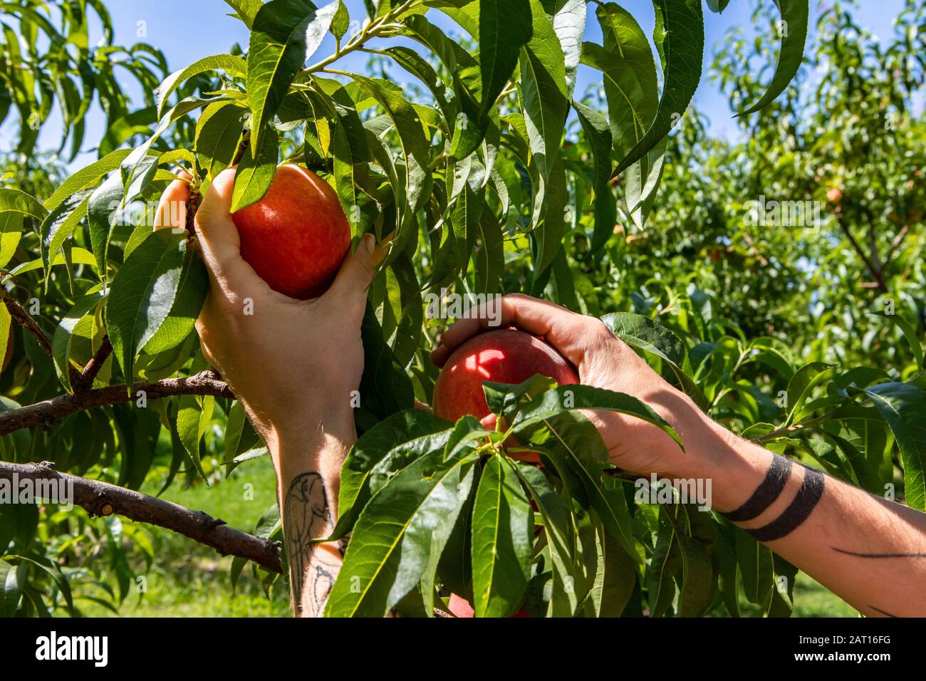 a person with tattooed arms, hands picking two peaches fruits from the ...