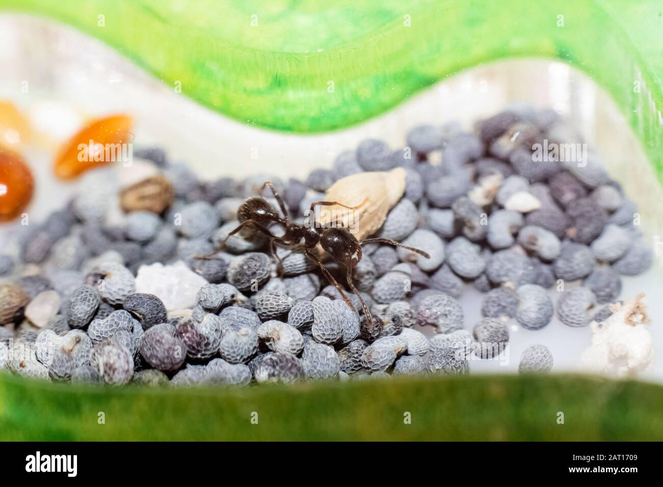 Brown ant Messor Structor on poppy seeds Stock Photo - Alamy