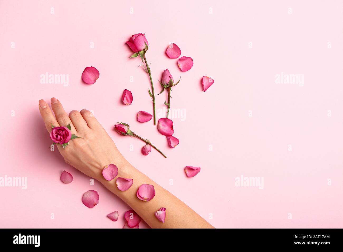 Female hand with beautiful rose flowers on color background Stock Photo ...