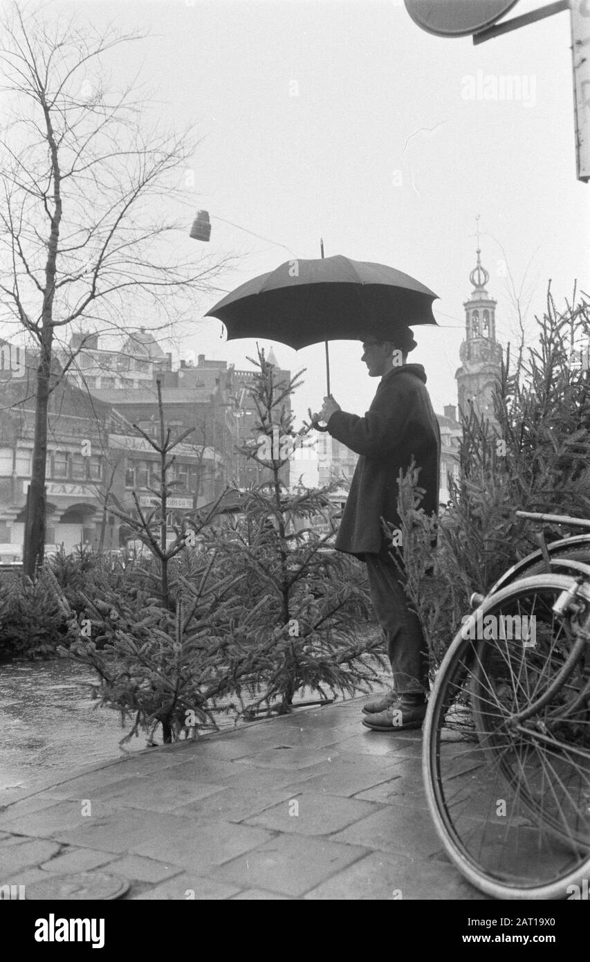 First winter day without snow or ice, but with rain Christmas tree ...