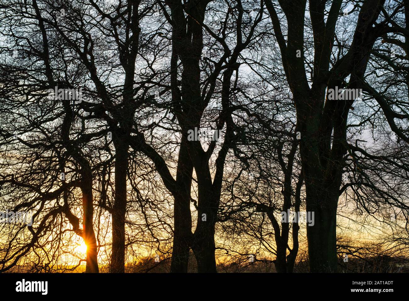 Copper beech trees hi-res stock photography and images - Alamy