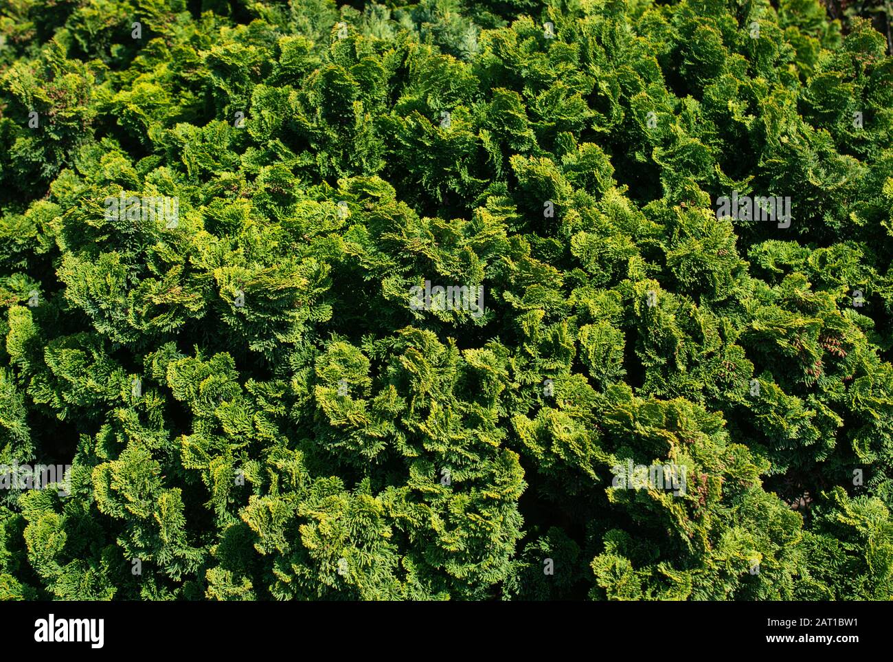 Tree leaves as floral nature background texture Stock Photo - Alamy