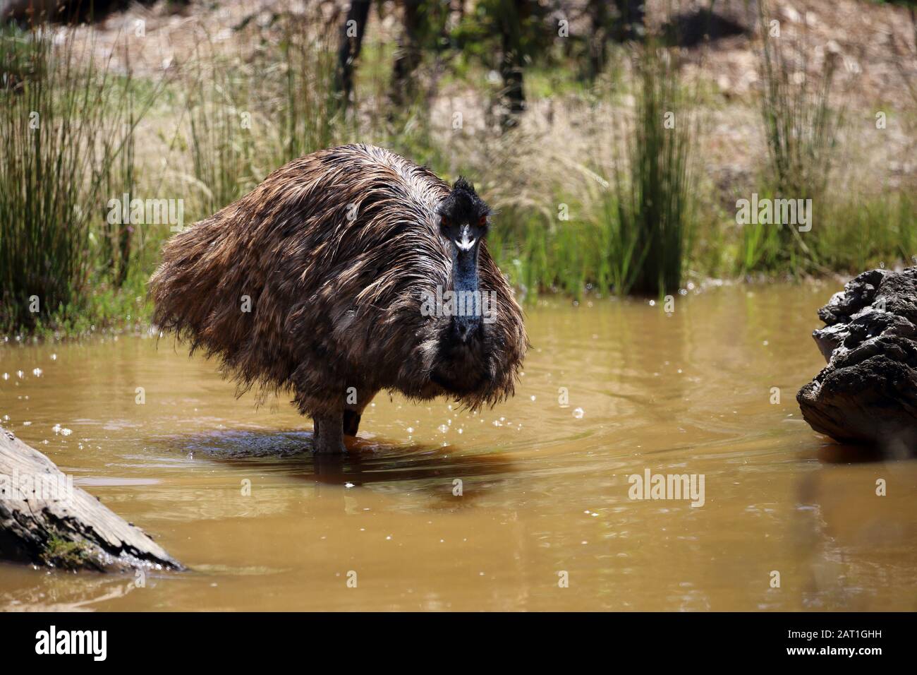 Emu Drinking Water High Resolution Stock Photography and Images - Alamy