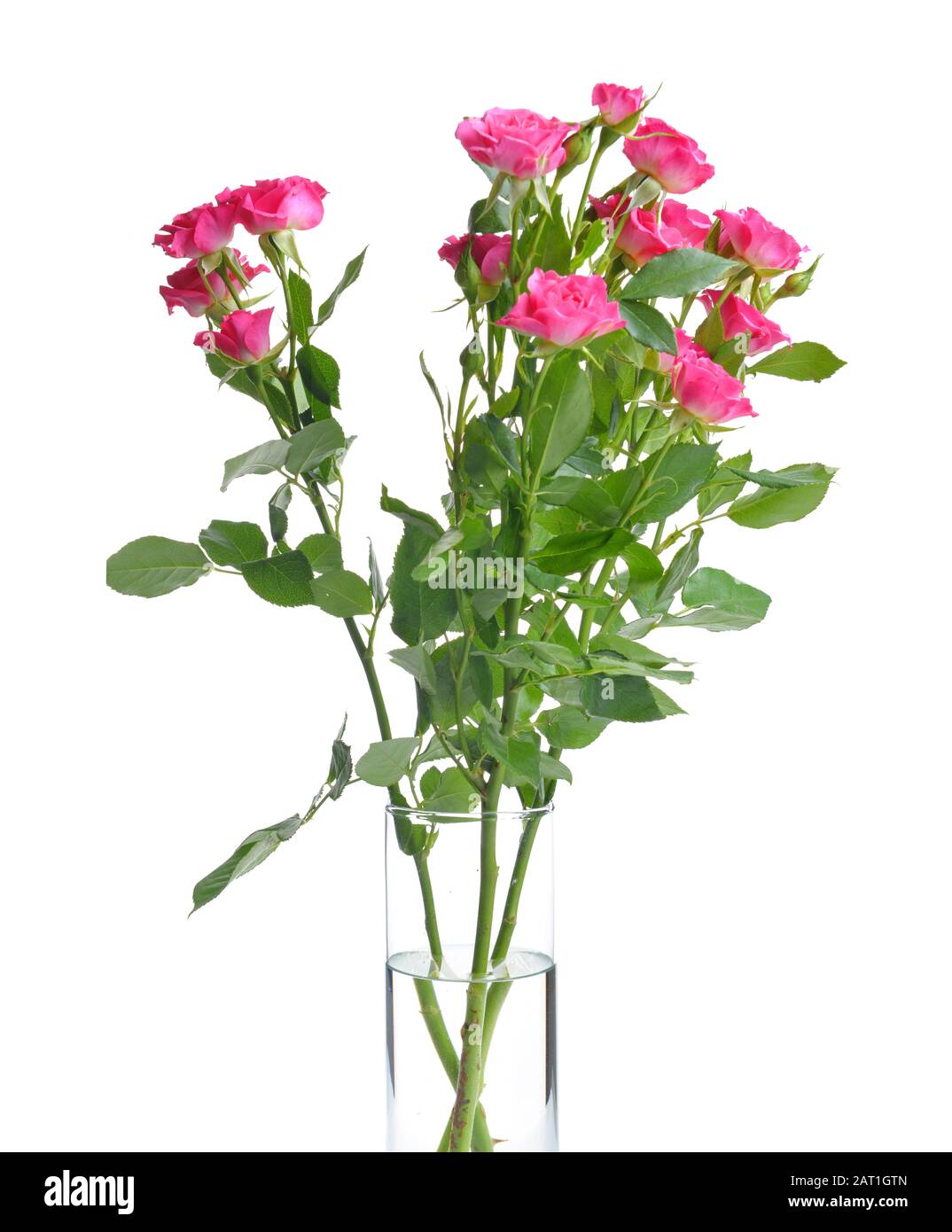 Vase with beautiful rose flowers on white background Stock Photo - Alamy