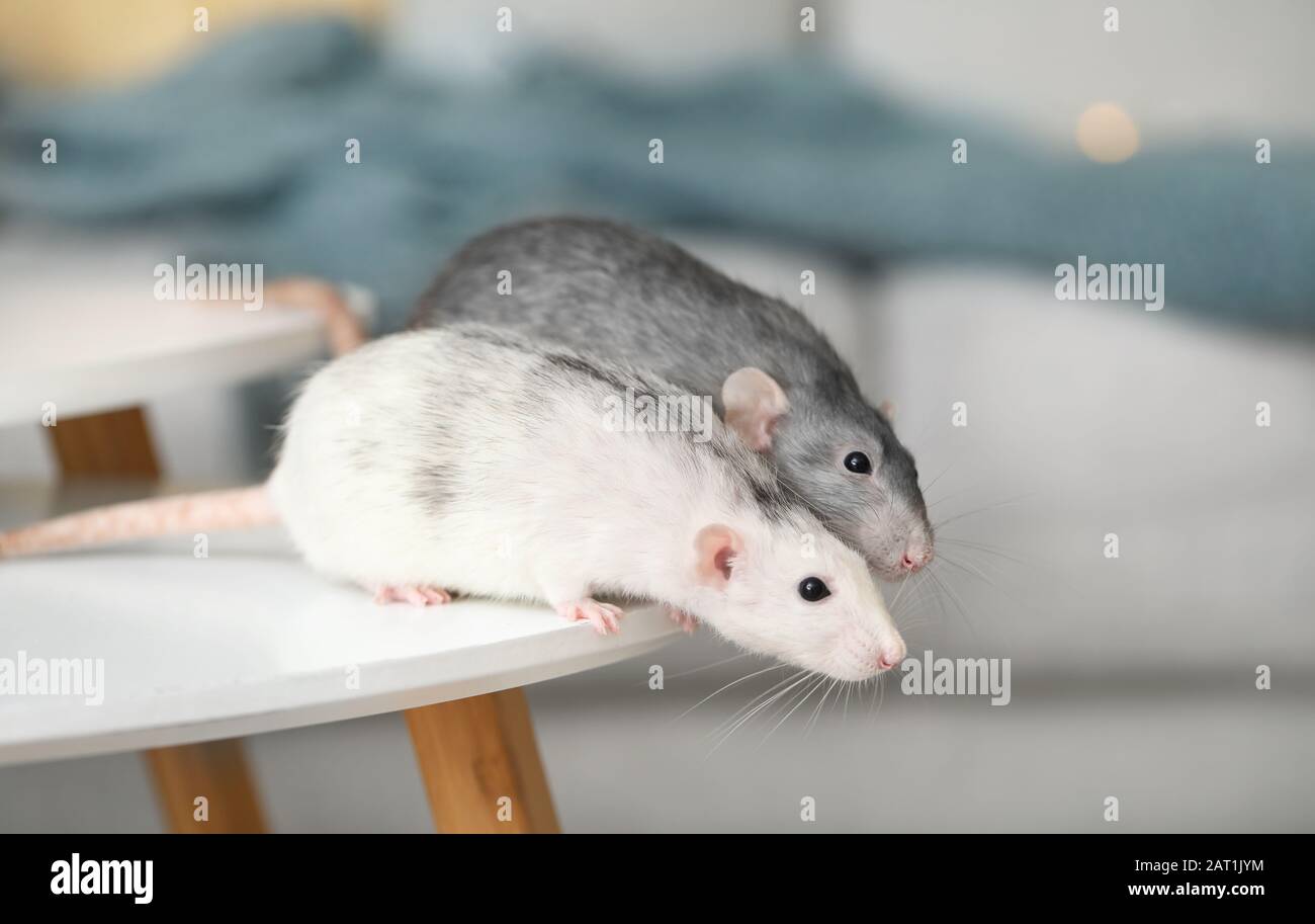 Cute rats on table in room Stock Photo - Alamy