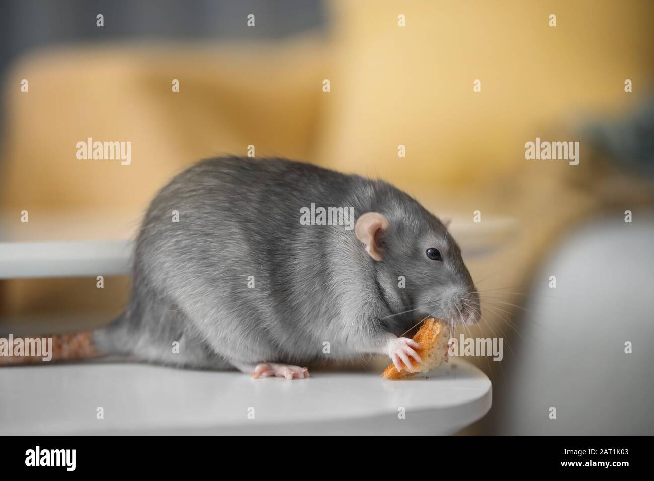 Rats eating mouse hi-res stock photography and images - Alamy