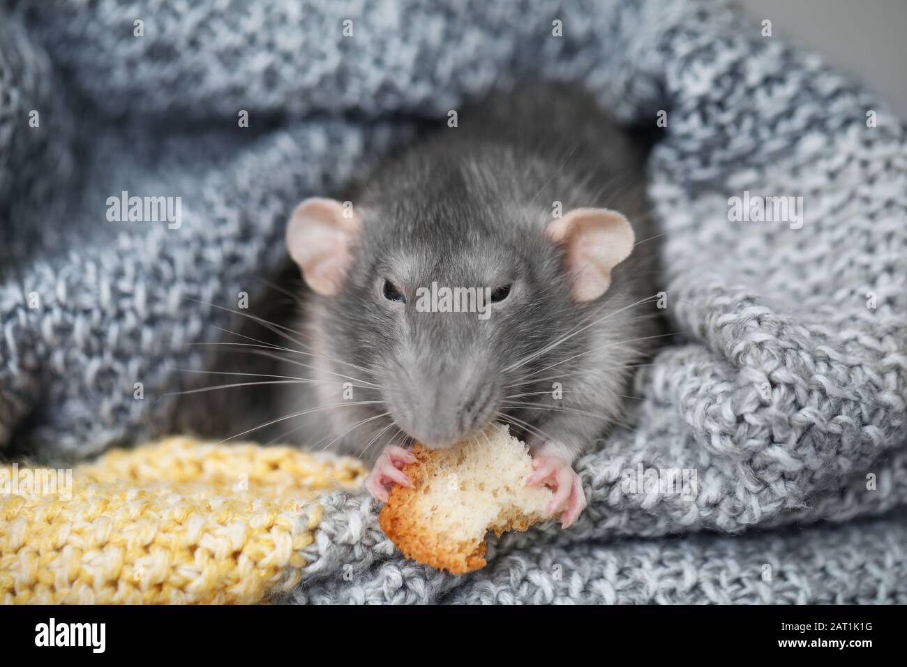 Cute rat with tasty snack sitting in plaid Stock Photo - Alamy