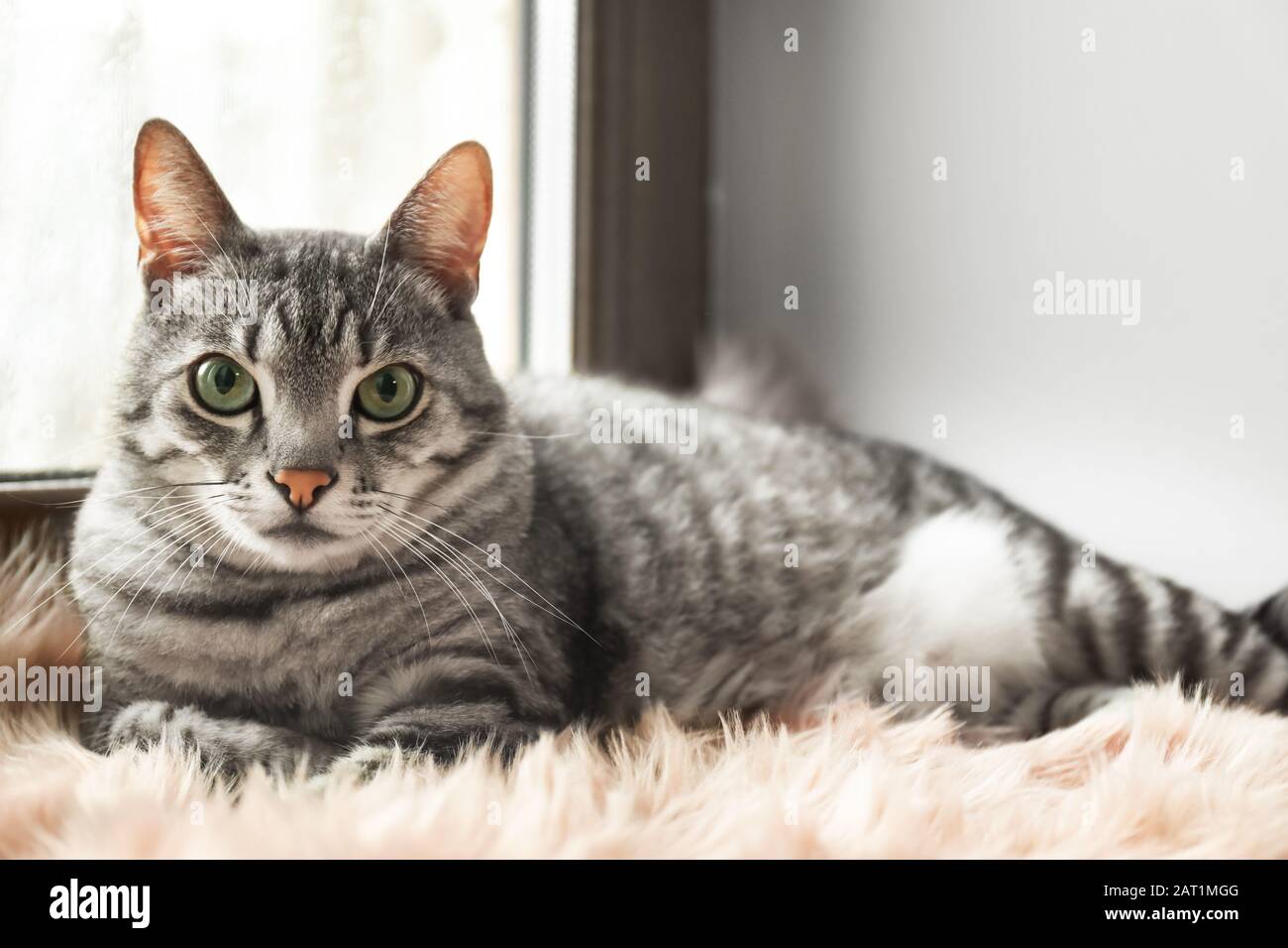 Cute funny cat on window sill Stock Photo - Alamy
