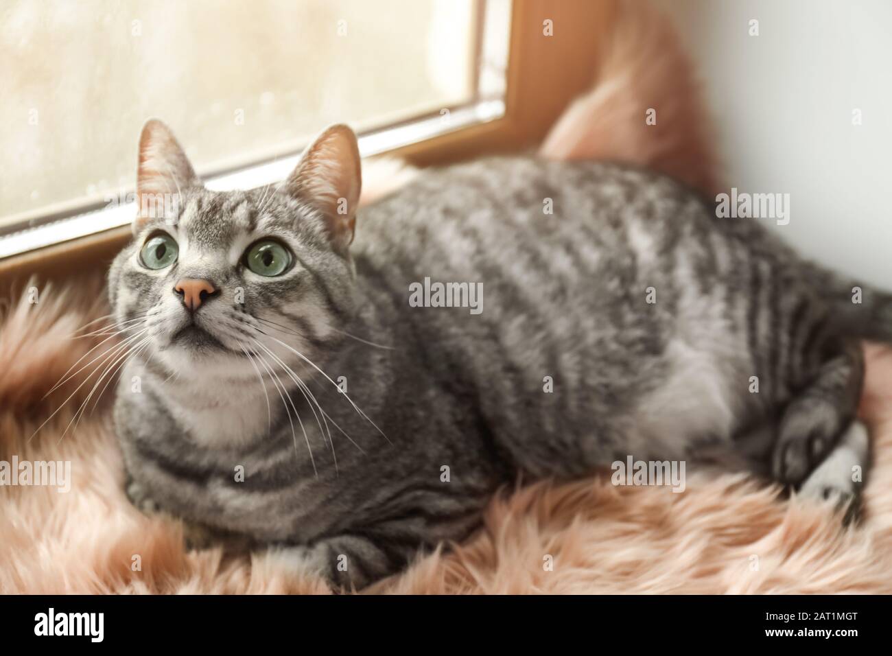 Cute funny cat on window sill Stock Photo - Alamy