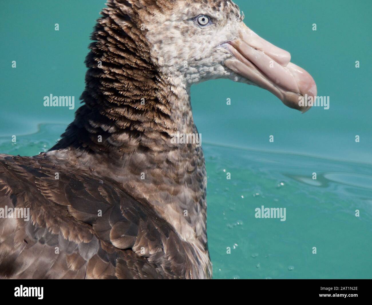 Southern Giant Petrel Ocean High Resolution Stock Photography and ...
