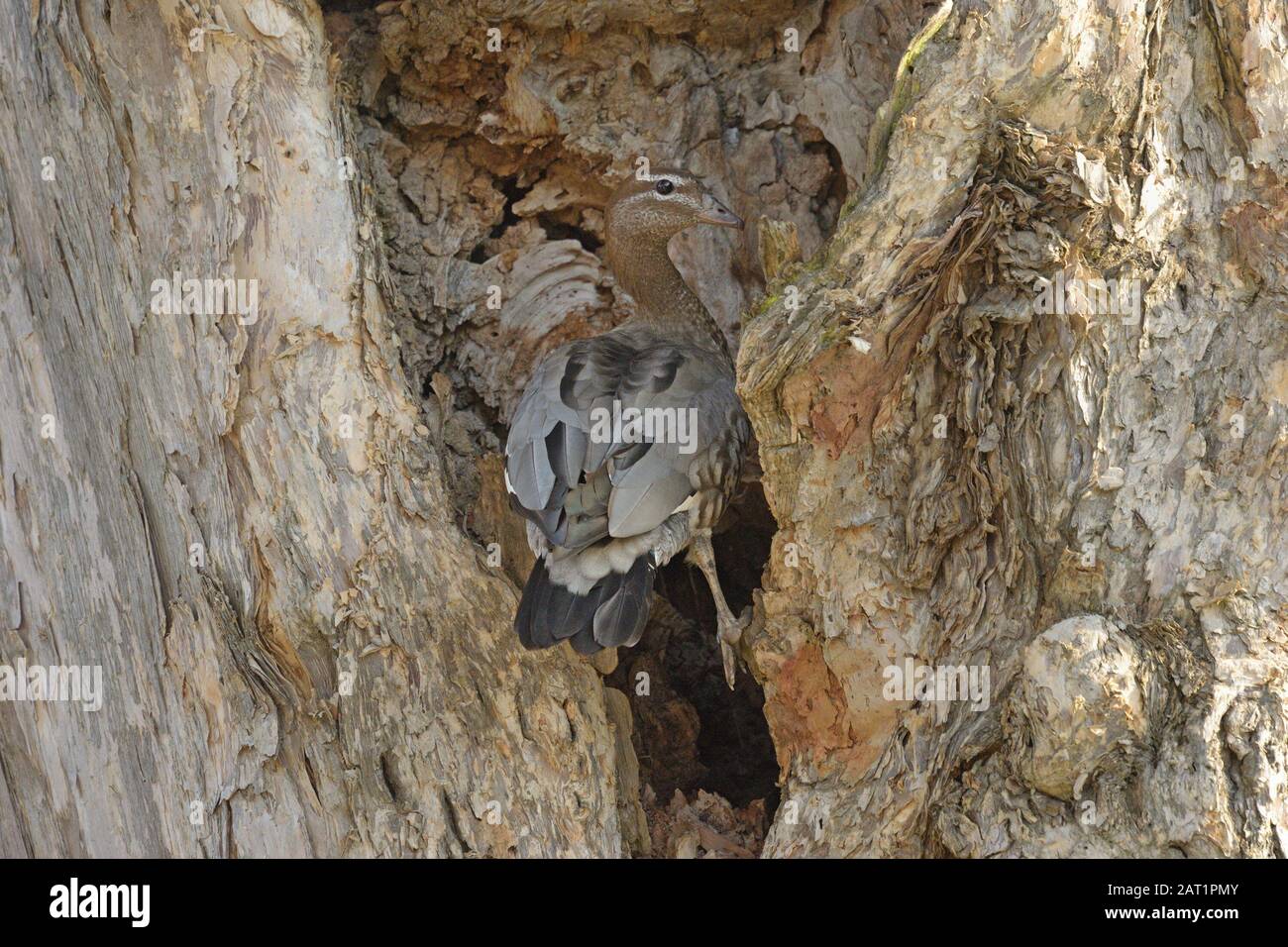 A female Australian Wood Duck at the entrance of a nesting hollow in a ...