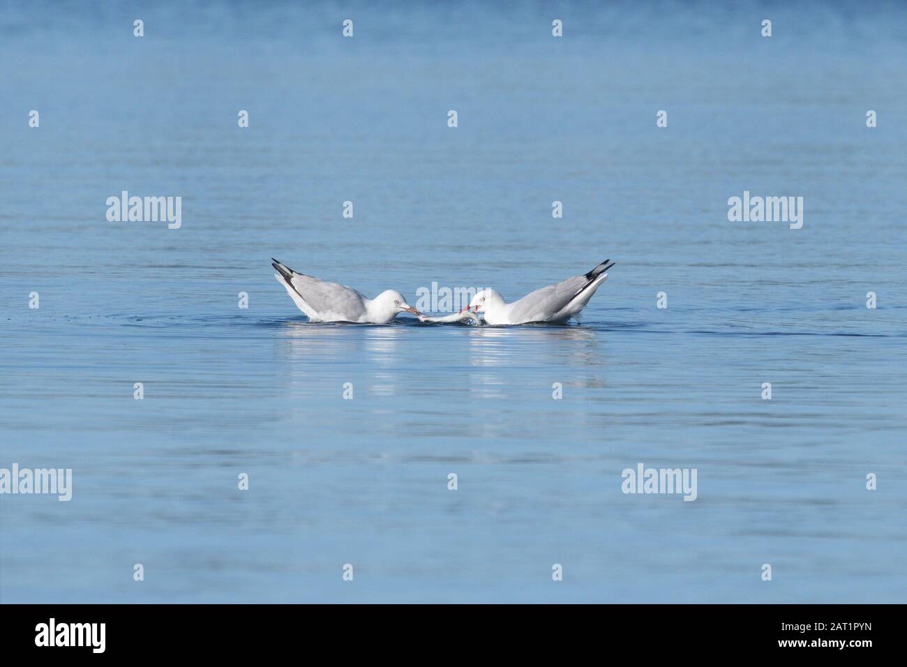 Australian seagulls hi-res stock photography and images - Alamy