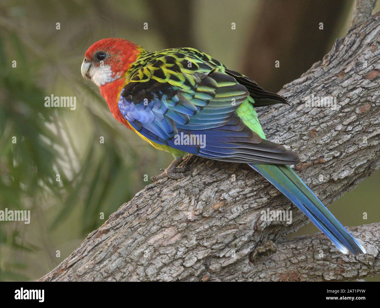 Eastern rosella hi-res stock photography and images - Alamy