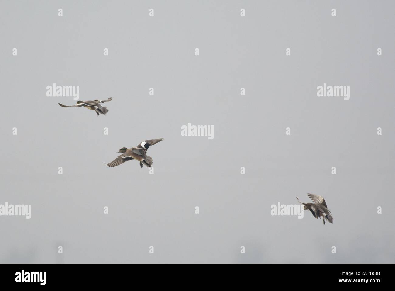 Male isolated natural gadwall hi-res stock photography and images - Alamy