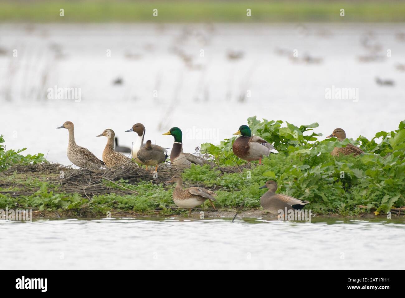 Mallard pintail drake male female ducks resting Stock Photo - Alamy