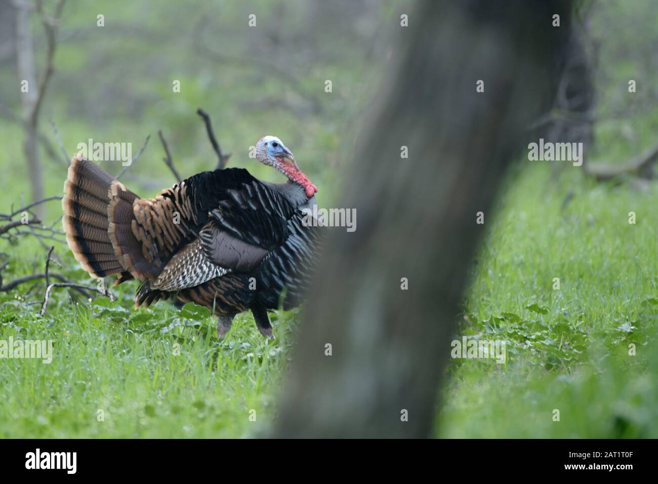 Wild turkey tom male strutting Stock Photo - Alamy