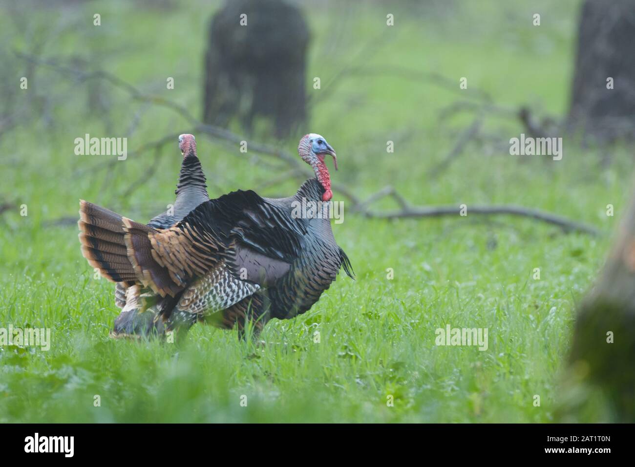 Wild turkey tom male strutting Stock Photo - Alamy