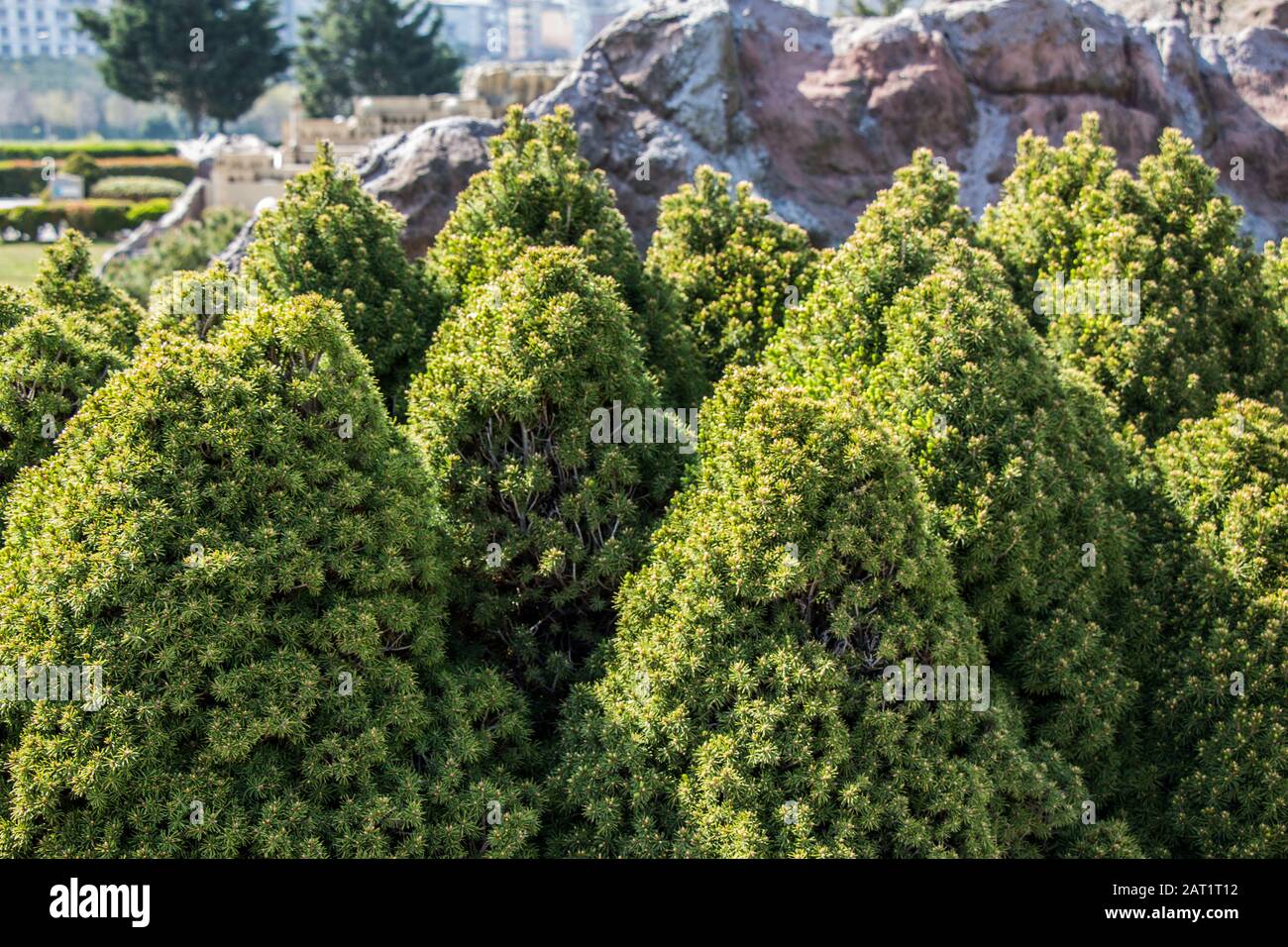 Very young small oak tree in pine forest in summer hi-res stock ...