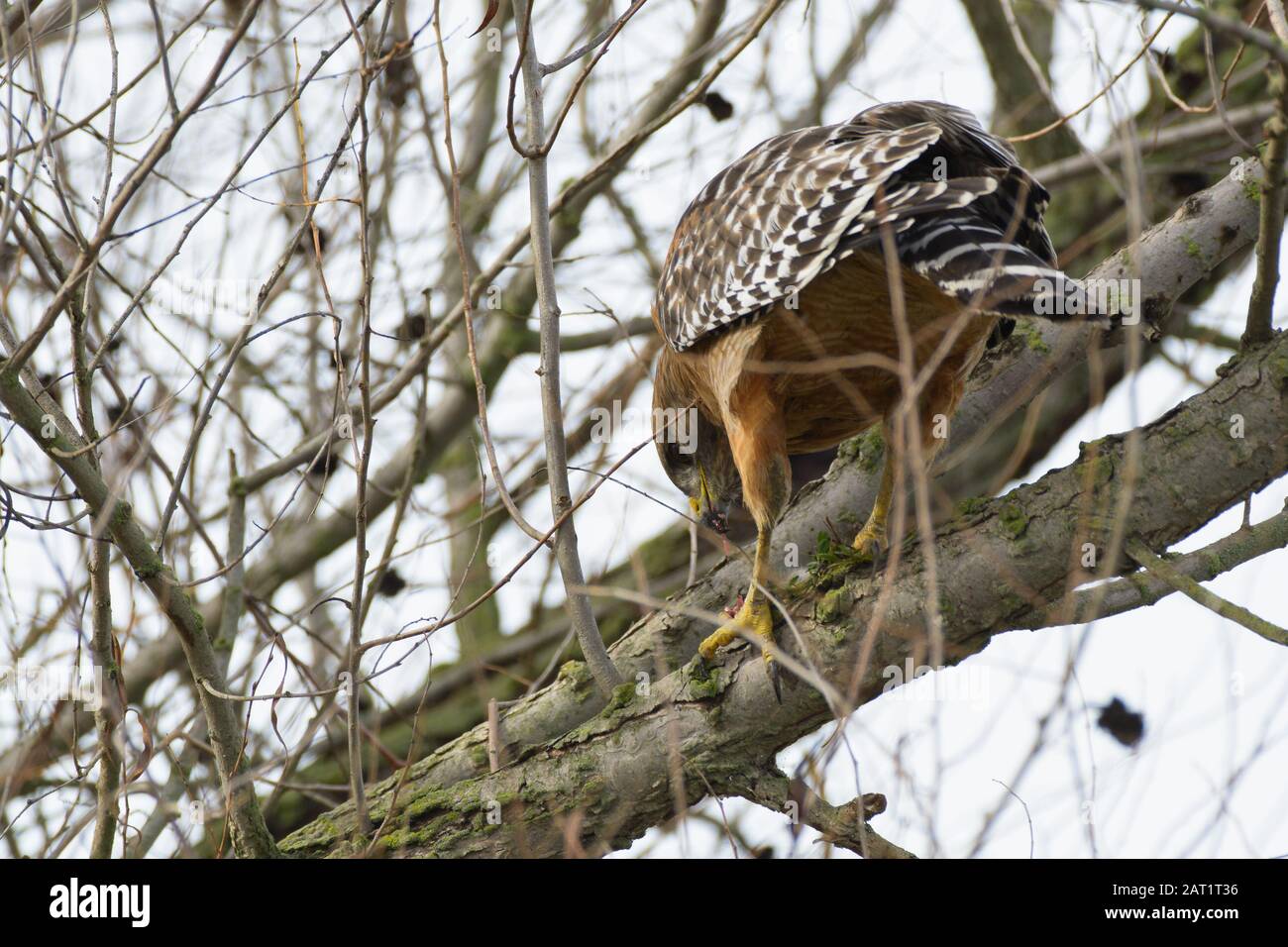 Red shouldered hawk eating prey Stock Photo - Alamy