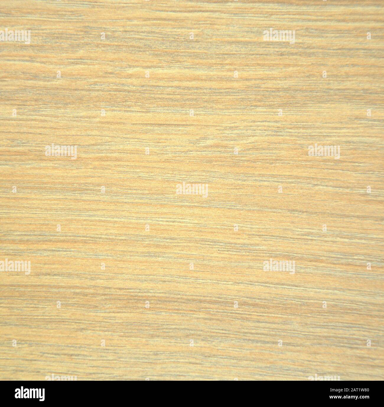Light beech, texture of natural wood on a slice closeup. Background ...