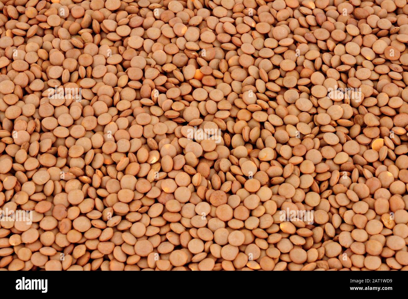 Lentil Crop High Resolution Stock Photography and Images - Alamy