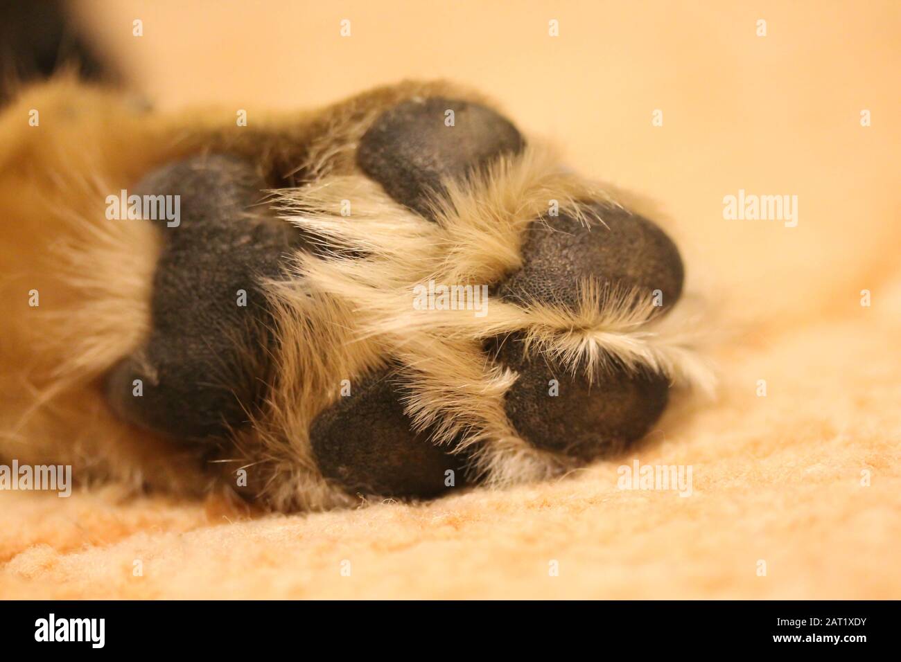 Dog's paw close up at home. Domestic animal lying on the carpet. Large ...