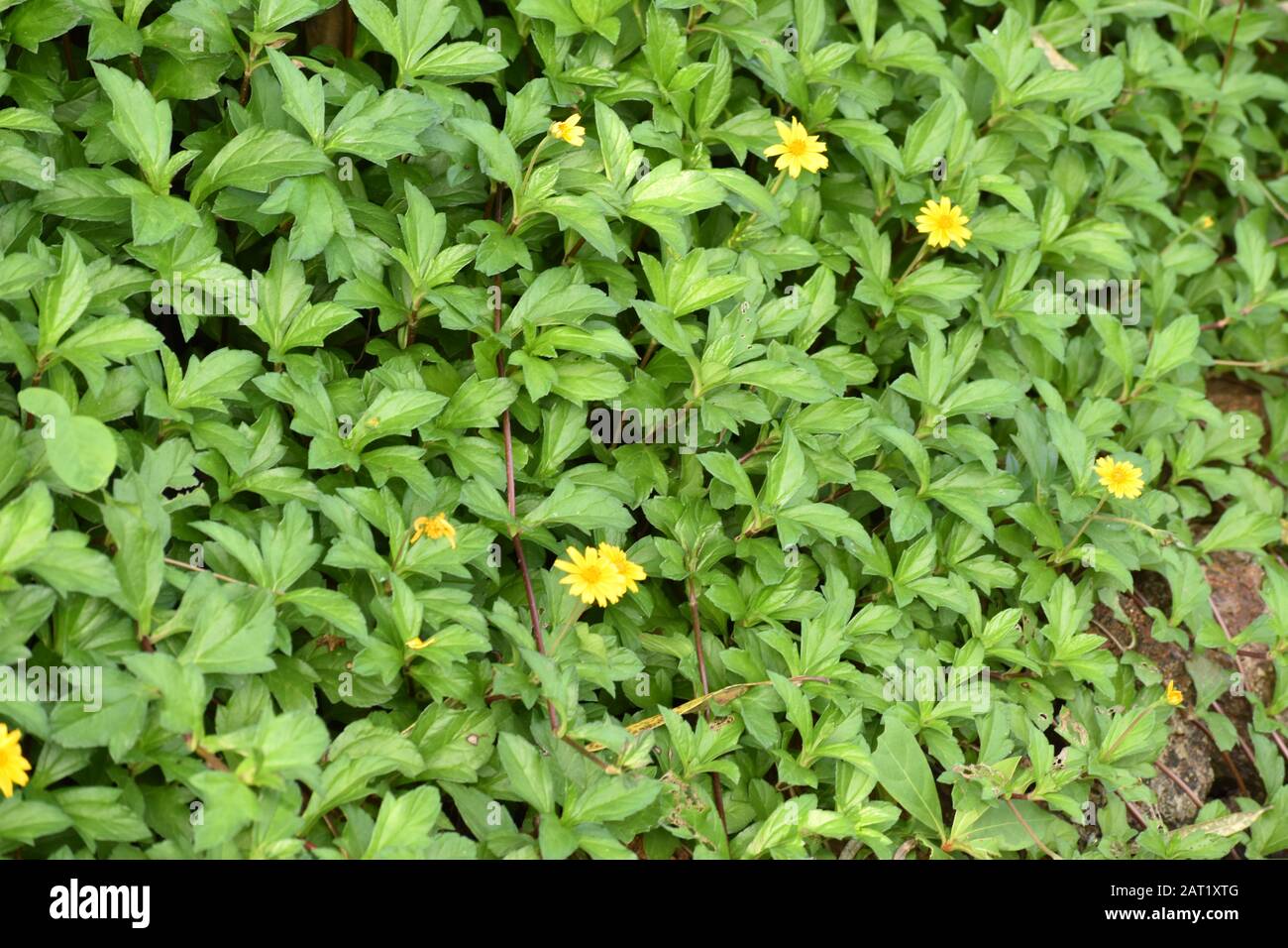 A beautiful and small yellow colored flower with leaves on background ...