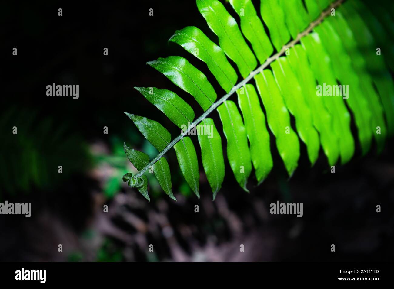 Natural fern pattern. Tropical green fern leaves background. Close up ...