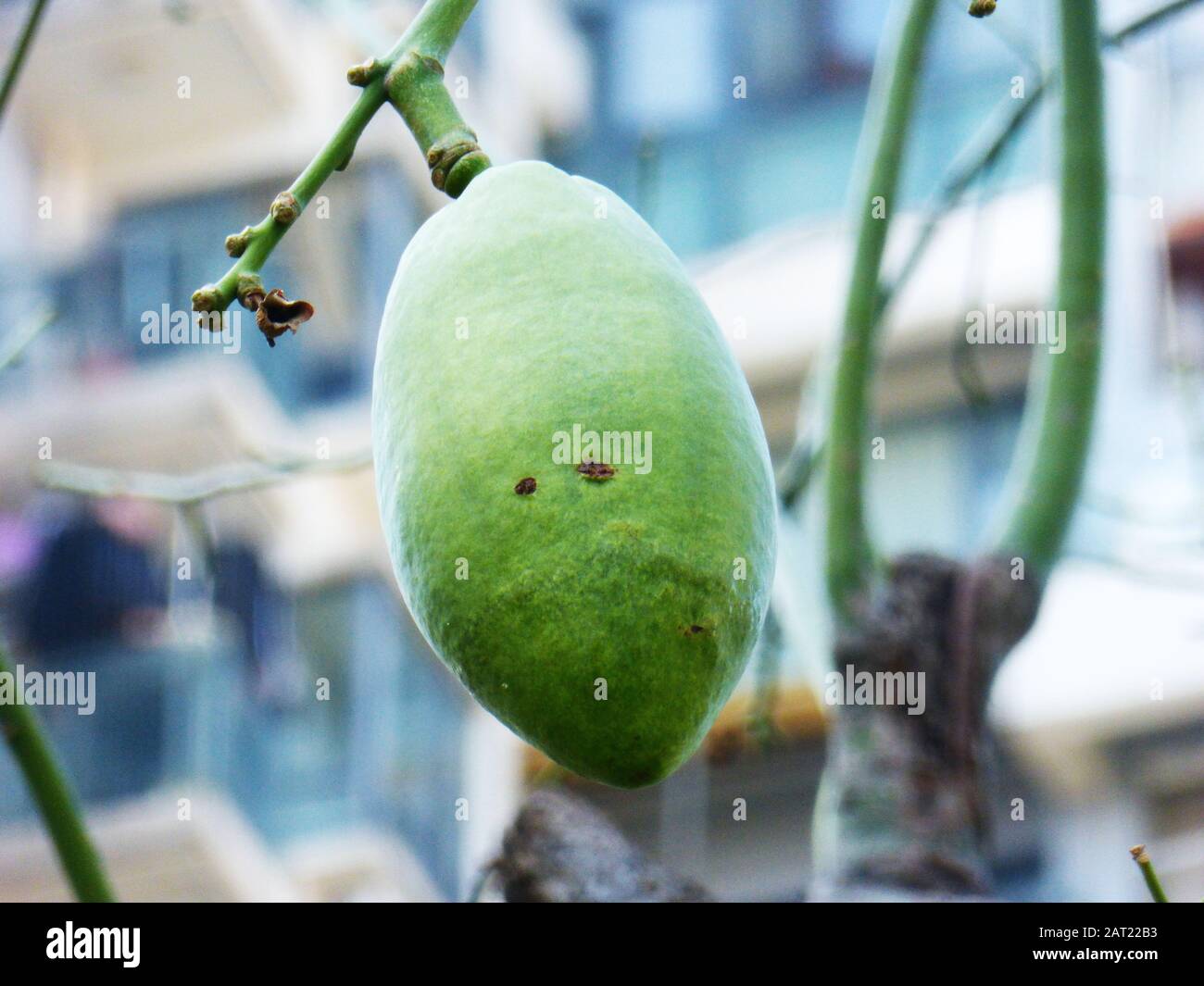 Beautiful fruit with different wood and cotton knot, very similar to ...