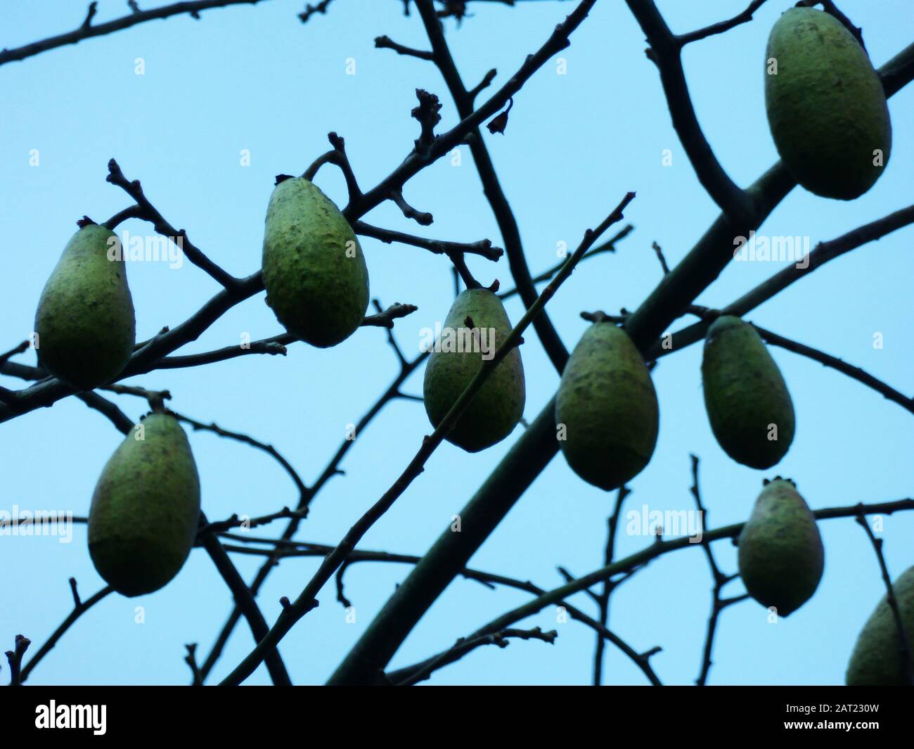 Beautiful fruit with different wood and cotton knot, very similar to ...