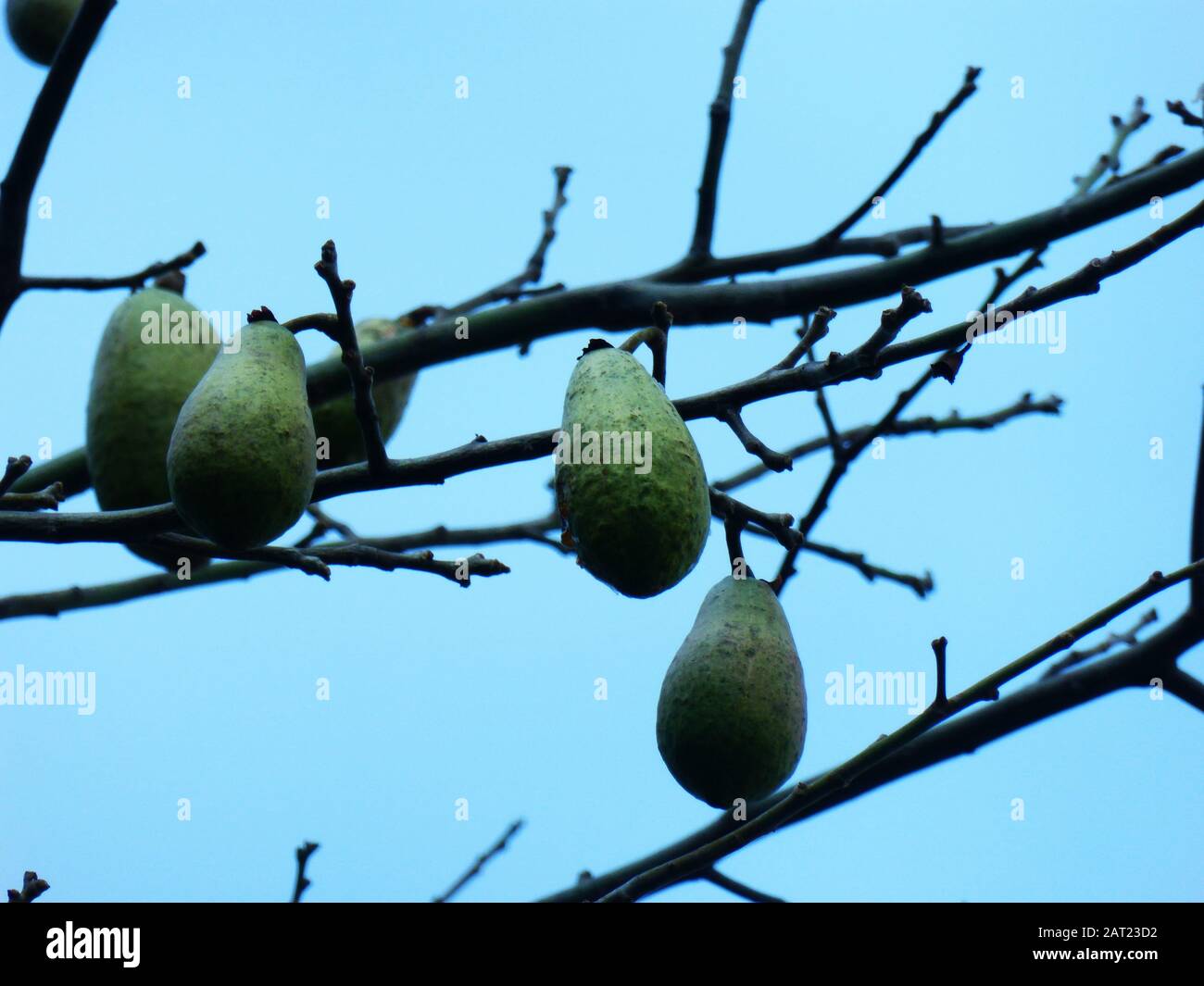 Beautiful fruit with different wood and cotton knot, very similar to ...