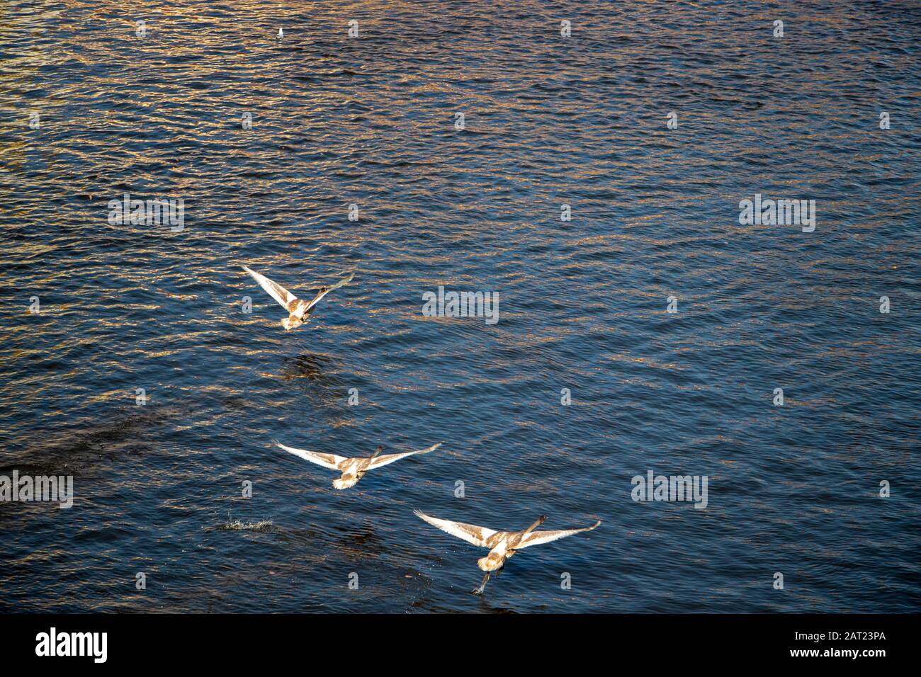 Birds flying over water during sunset Stock Photo - Alamy