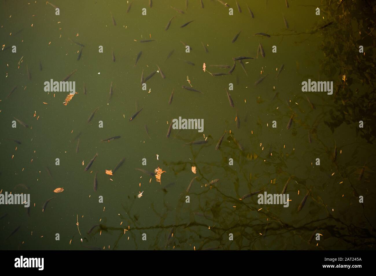 Beautiful little fish swims in the waters of a pond Stock Photo - Alamy