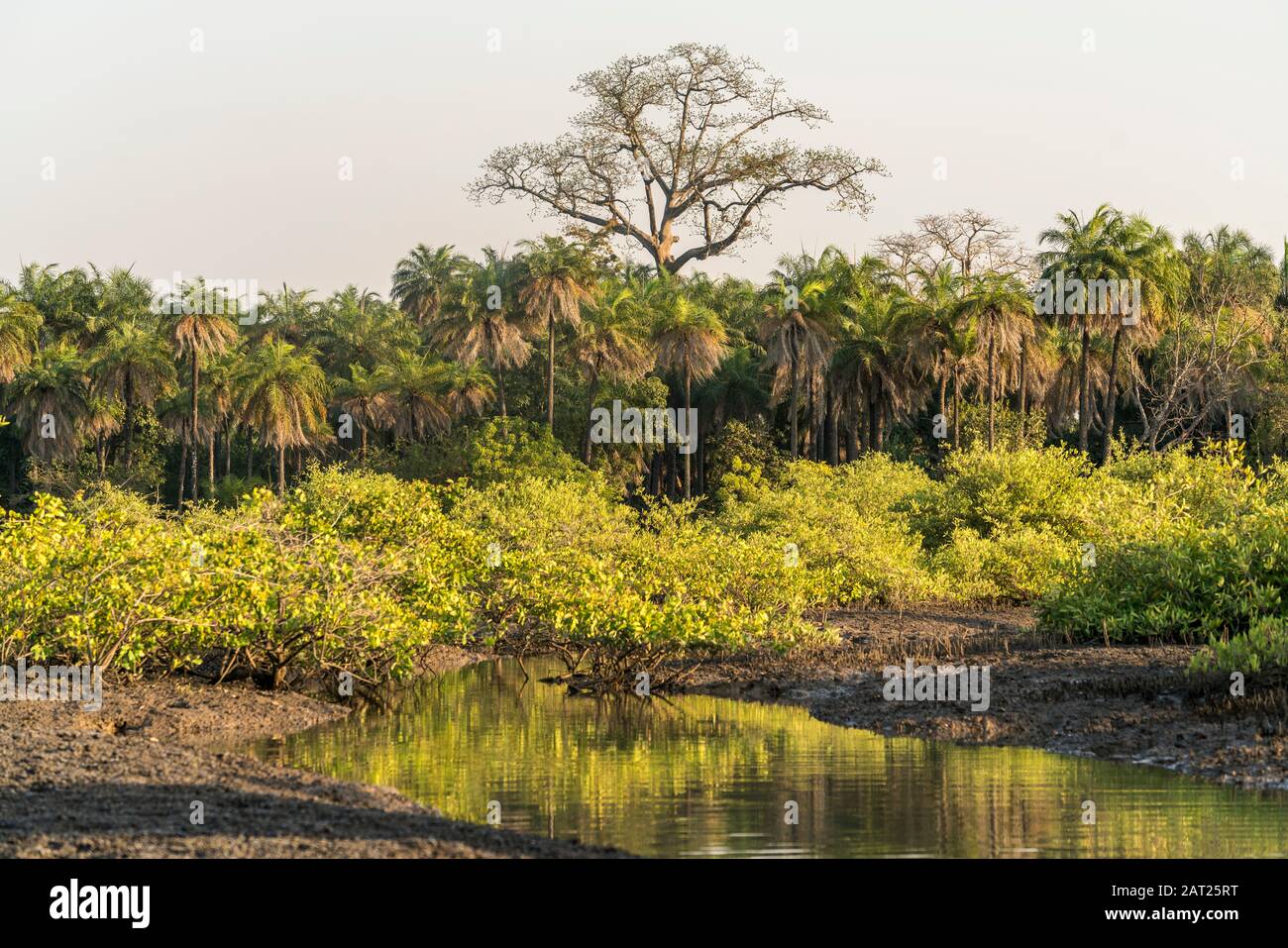 Gambia river hi-res stock photography and images - Alamy