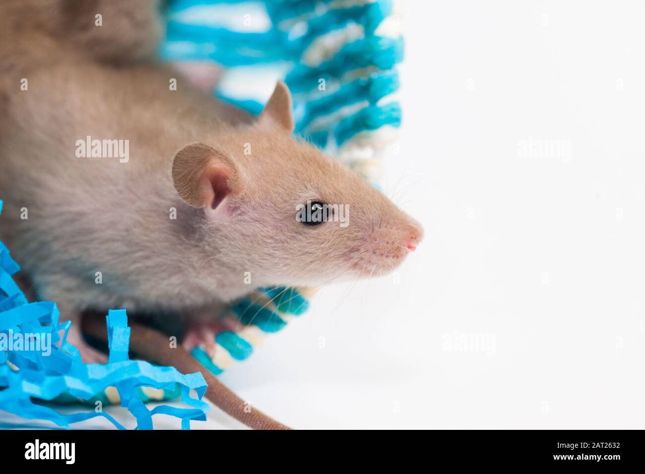 A beige mouse is hiding in a blue bag. funk concept. hide from danger ...