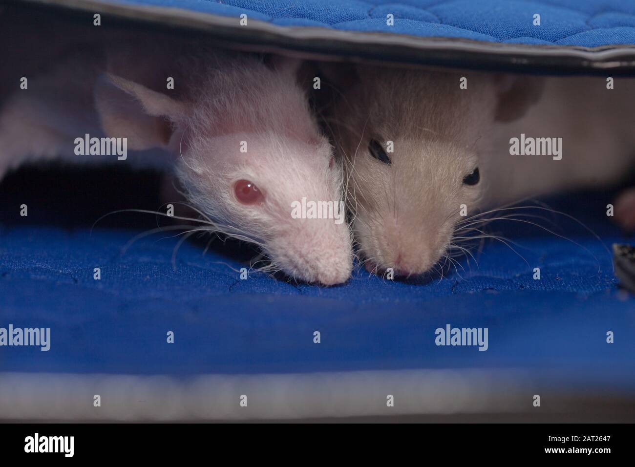 A beige mouse is hiding in a blue bag. funk concept. hide from danger ...