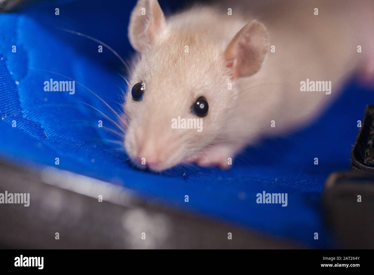 A beige mouse is hiding in a blue bag. funk concept. hide from danger ...