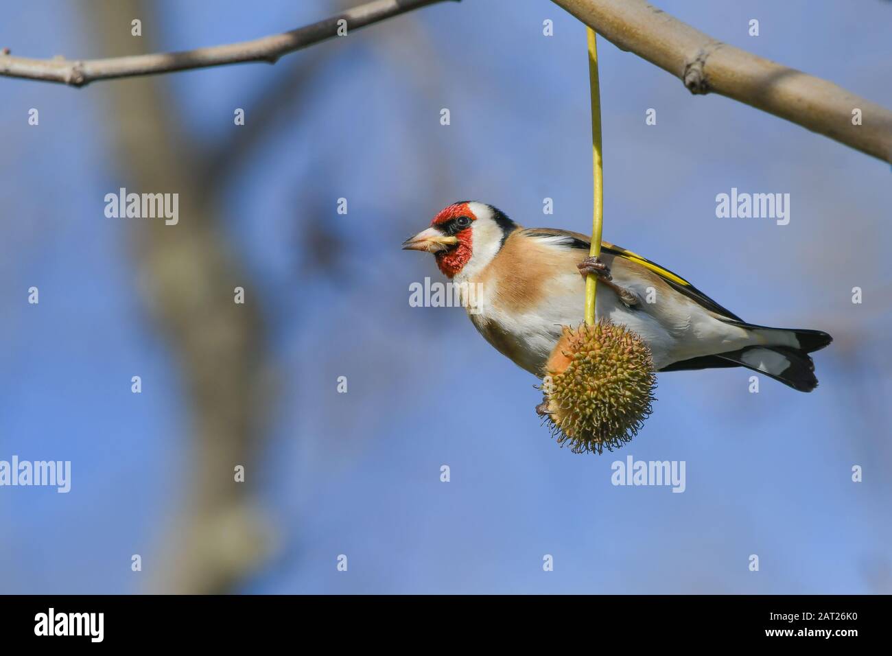 Close-up of a goldfinch eating seeds from a London plane tree Stock ...