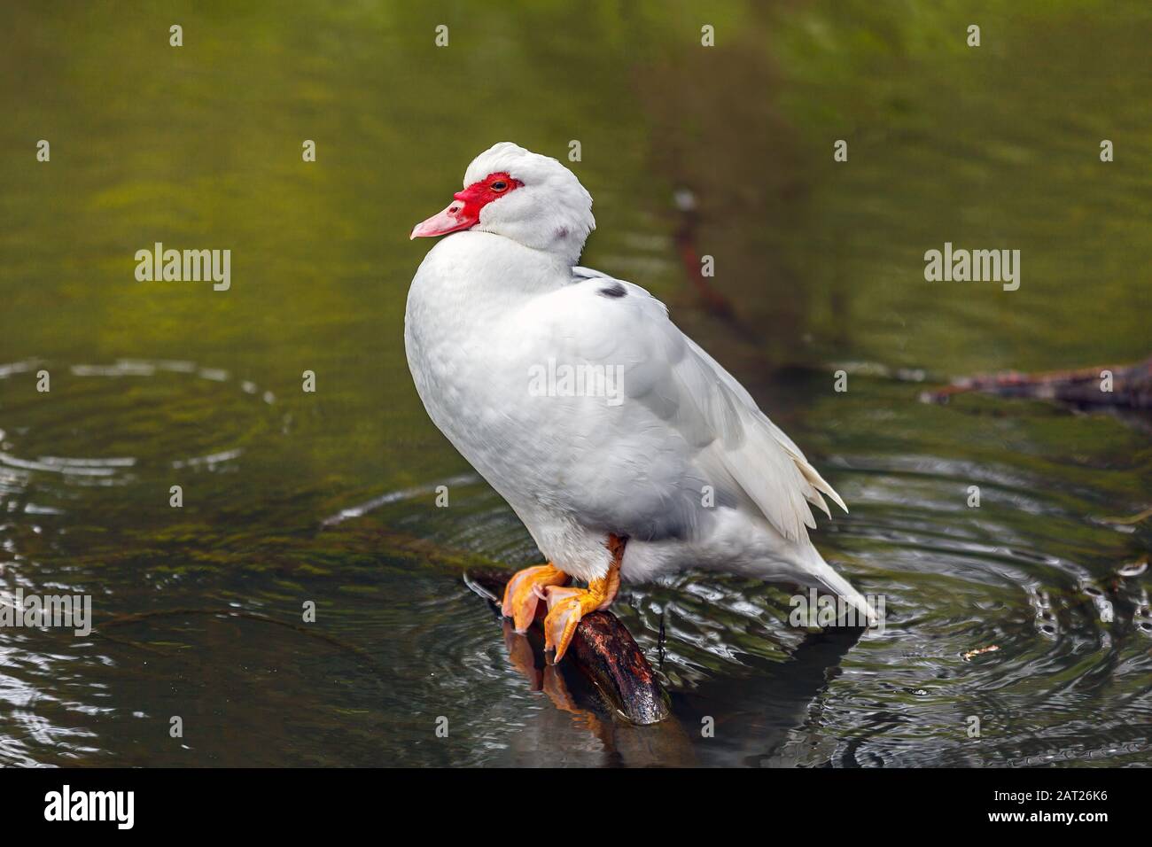 Red face duck hi-res stock photography and images - Alamy
